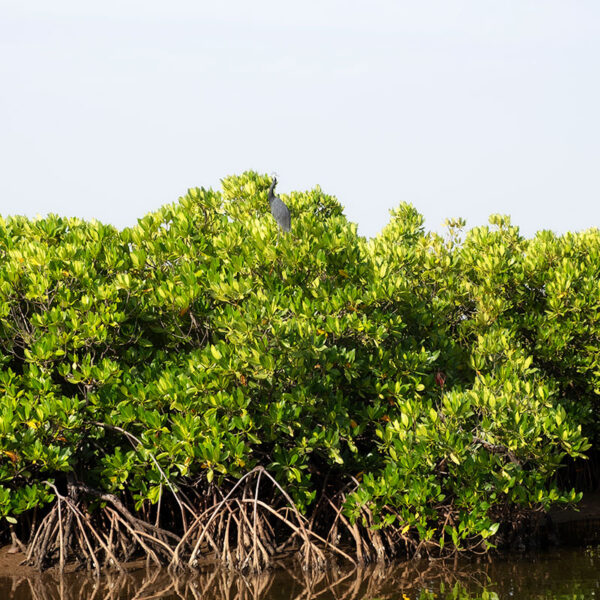 Nature-Based Solutions | ALLCOT