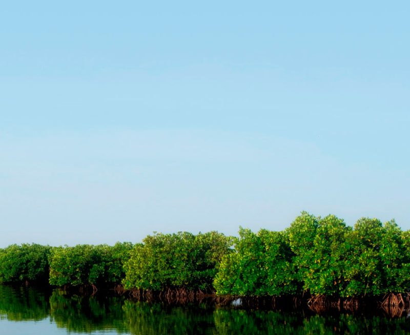 Climate Action | ALLCOT