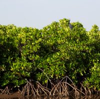 ABC Senegal | ALLCOT