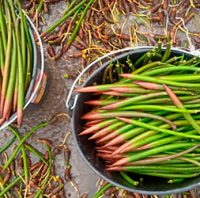 ABC Senegal | ALLCOT