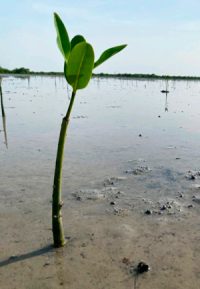 ABC Senegal | ALLCOT