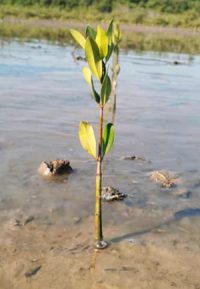 ABC Senegal | ALLCOT