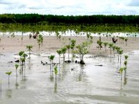 ABC Senegal | ALLCOT