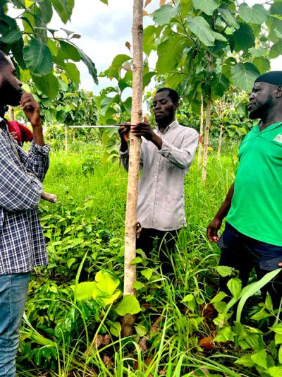 Reforestation of Degraded Forest Reserve Land in Ghana